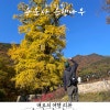경기도 단풍 명소 양평 용문사 은행나무 보고왔어요 네이버 블로그